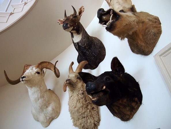 OTIS (Odd Things I've Seen): Joseph Steward Museum of Natural and Other ...