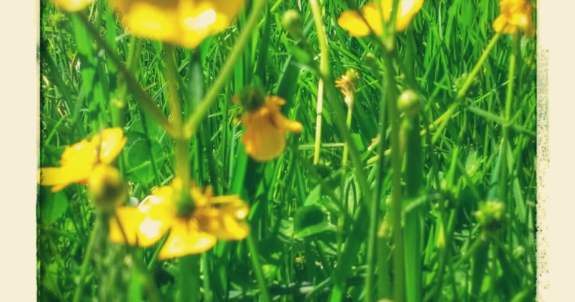 Happy Feet in the Netherlands -: What's Up Buttercup?