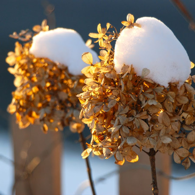 Wife, Mother, Gardener: "Snowcapped" Hydrangea