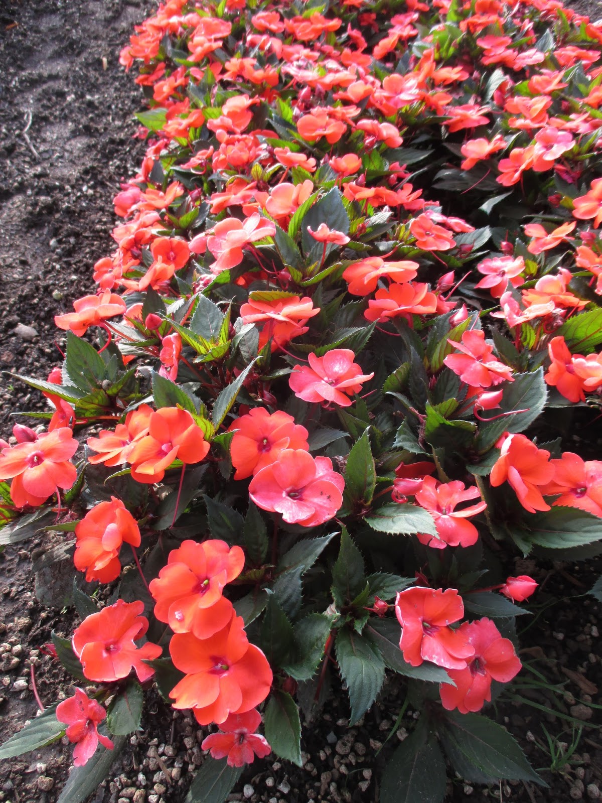 SunPatiens - The Real Deal | Rotary Botanical Gardens