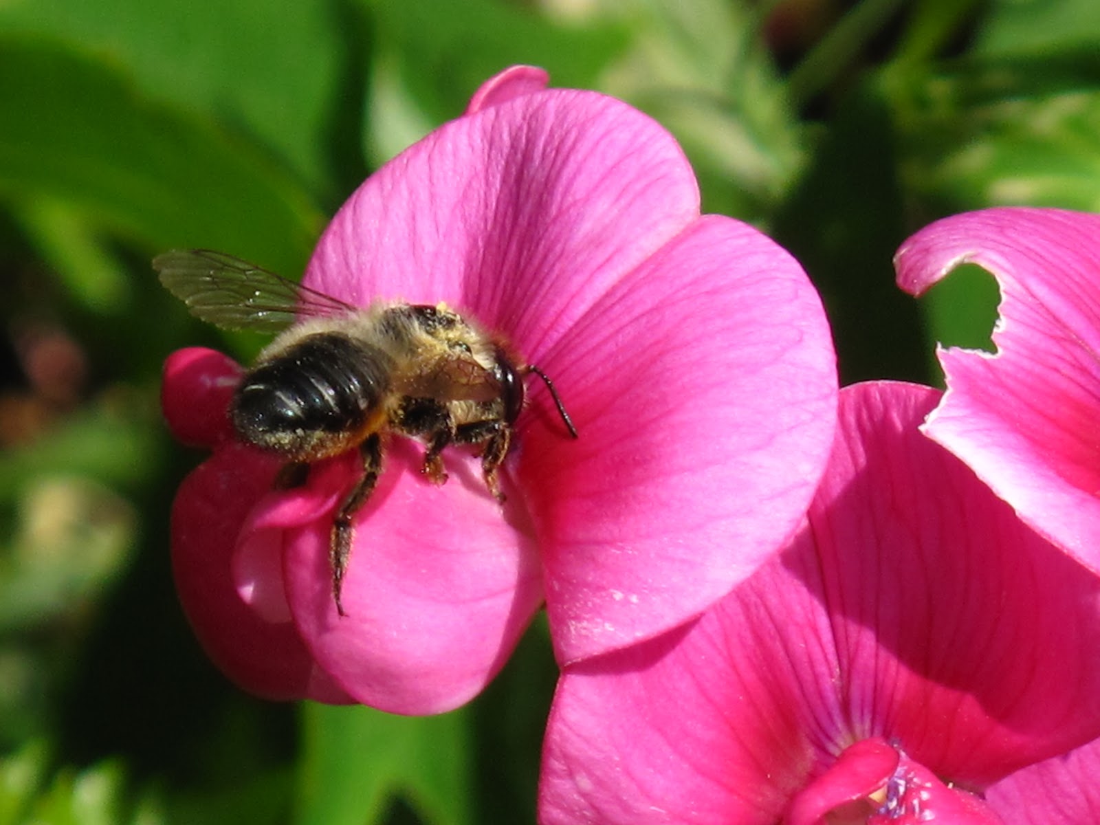 BugBlog: A primer on solitary bees