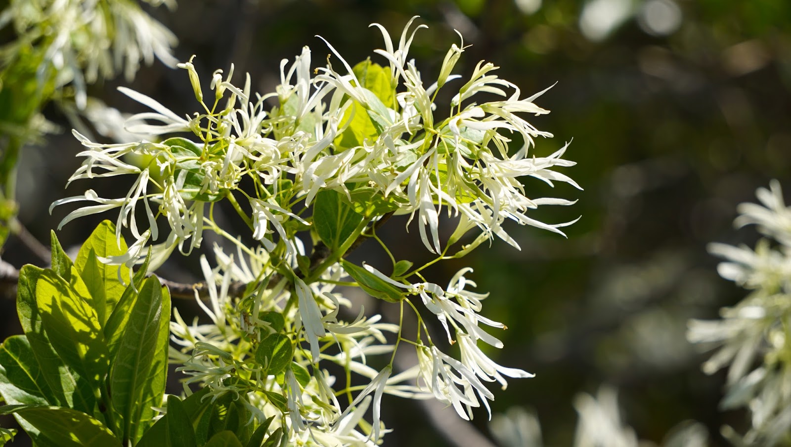 Butterstone : Heggie's Rock