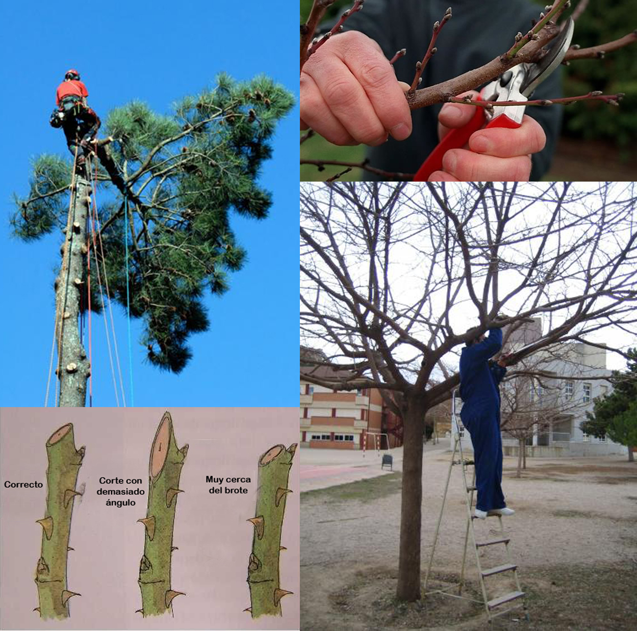 Chavanel Blog: PODA: CONSEJOS Y RECOMENDACIONES