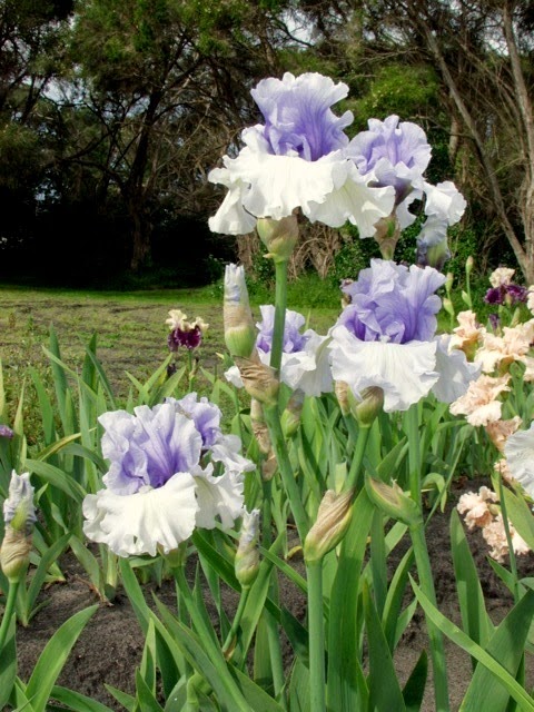 World of Irises: "Talking Irises" TALL BEARDED IRISES--WHAT IS A "SHOW ...