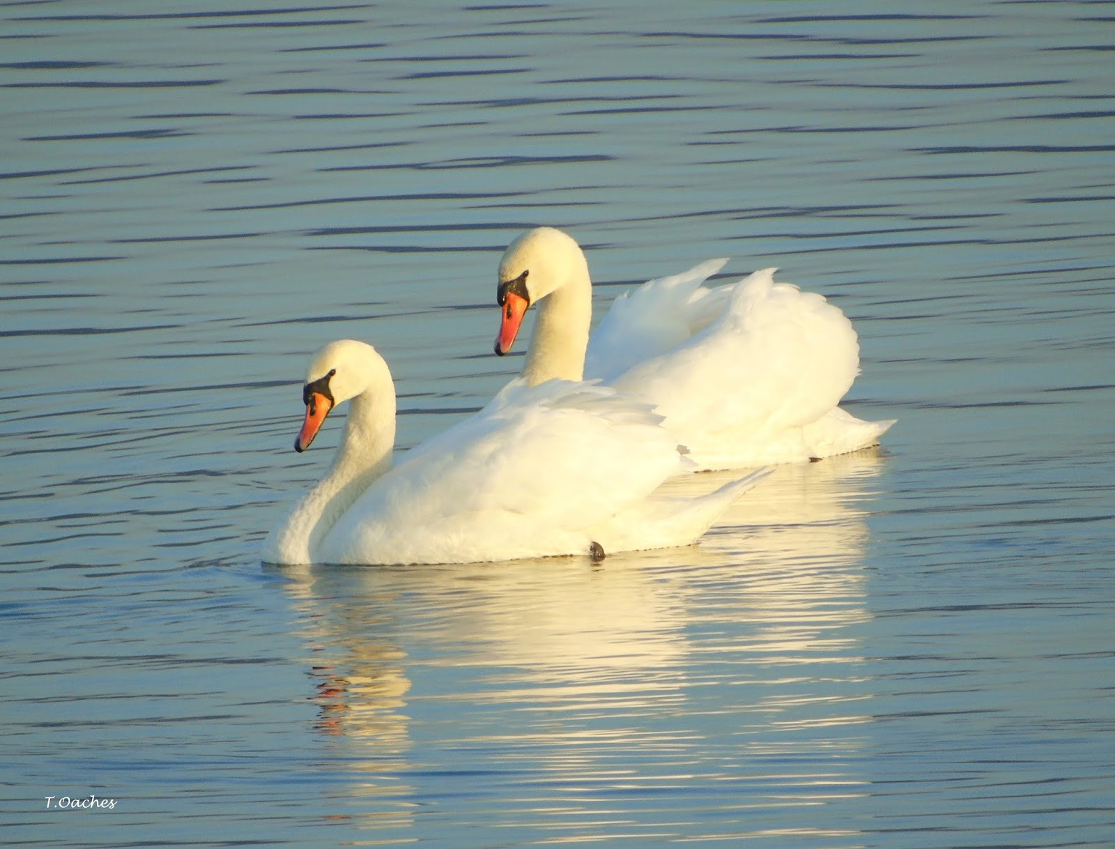 PASARI DIN ROMANIA: LEBADA DE VARA (1), Cygnus olor