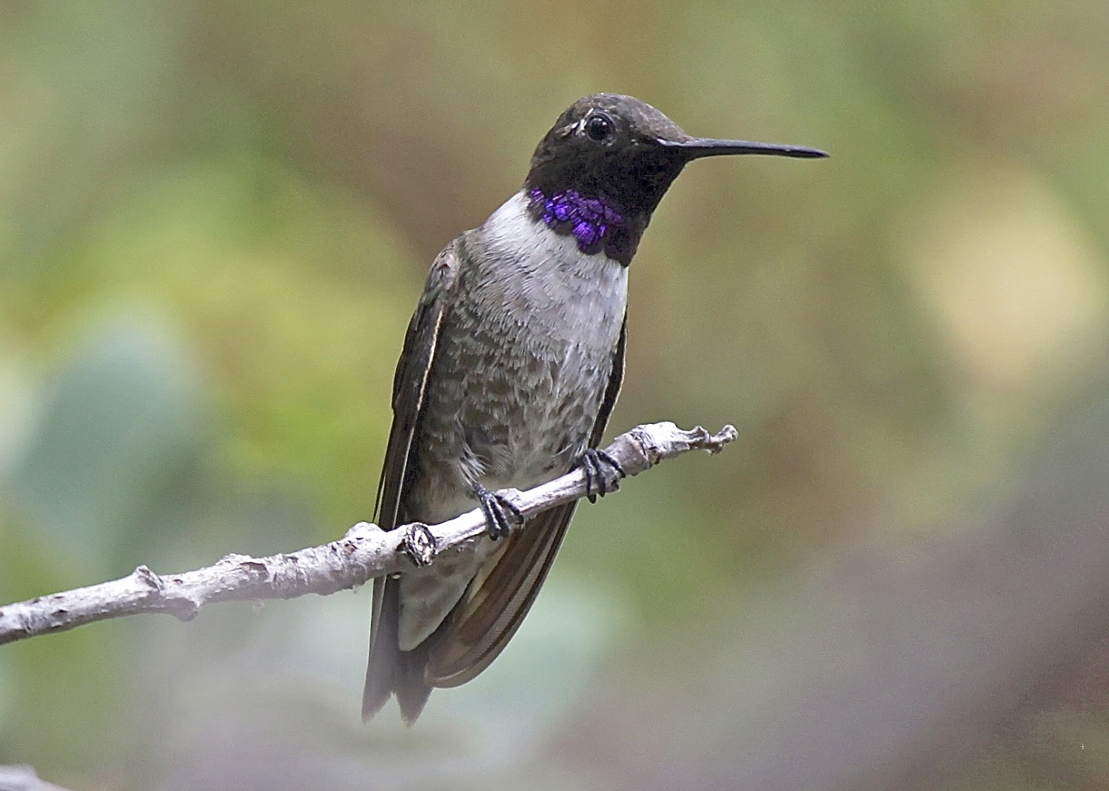 The Azure Gate: Hummingbirds of Southern Arizona: Black Chinned Hummingbird