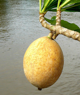 Saiba Sobre: Você sabe o que é Jenipapo?