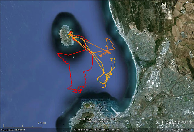 Robben Island Penguin Tracks: Breeding penguin foraging data collection ...