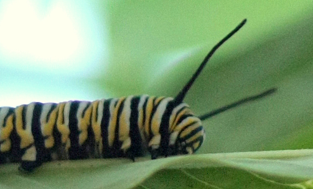 This Journey: Callapitters