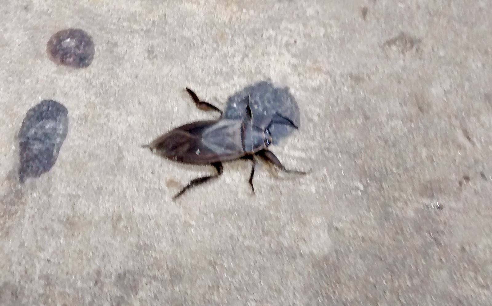 Living Rootless: Louisiana: Toe Biters!