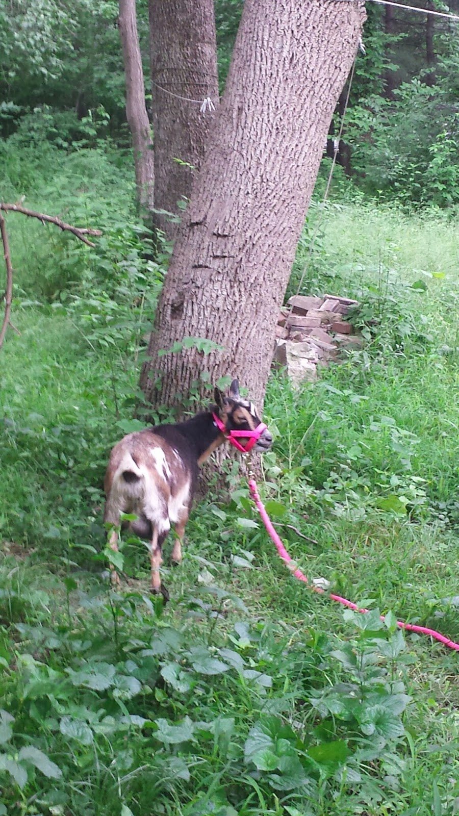 Soulstice Homestead: Dale and Andrea's Starving Artists' Food Forest ...
