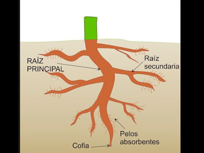 BIOLOGÍA Y GEOLOGÍA 1ºESO : ESTRUCTURA DEL CORMO