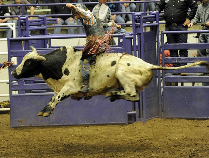 Sarah Midgorden Photography: At the Rodeo- CBR bull riding comes to ...