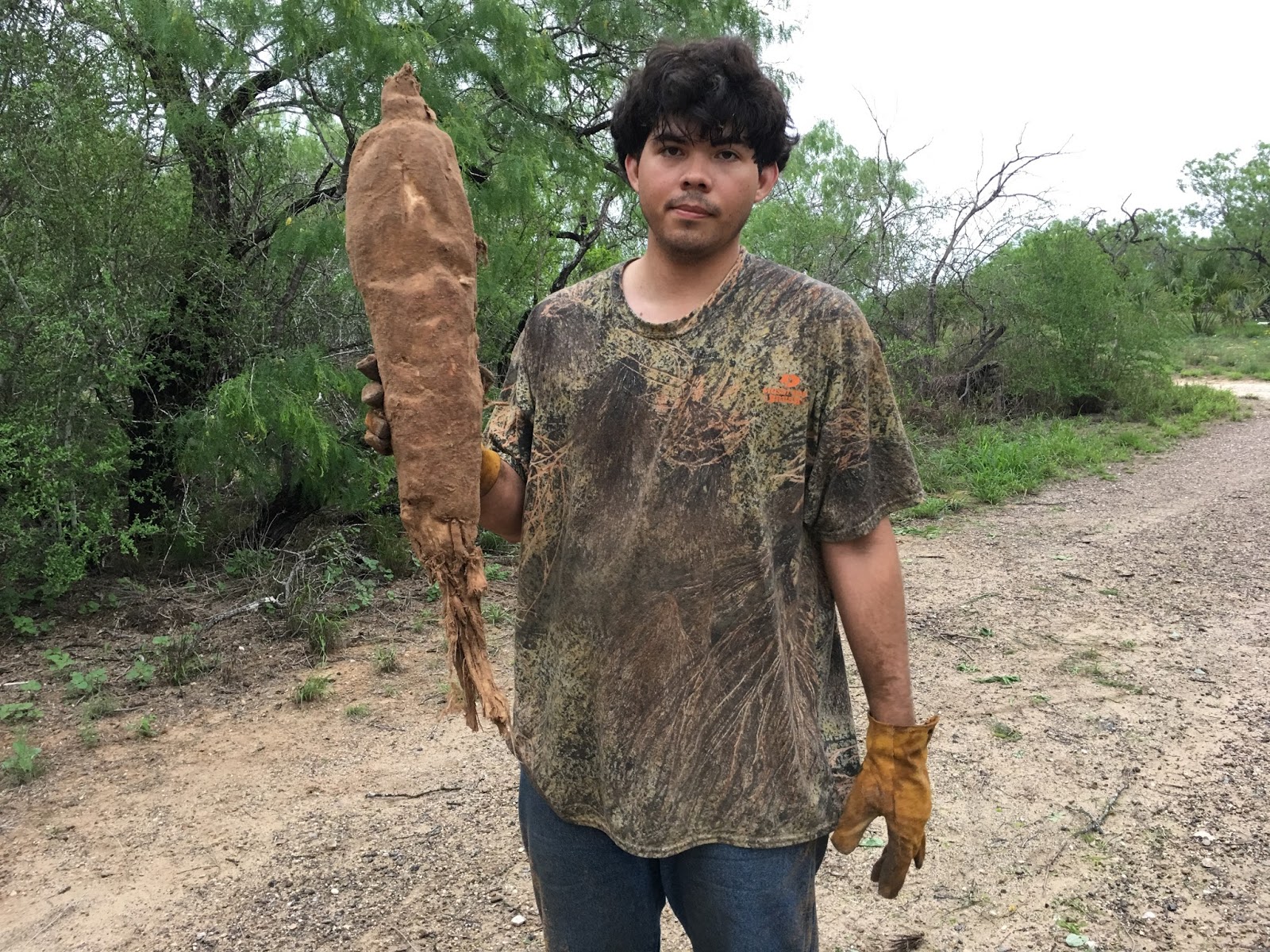 Woods Roamer: TEXAS BULL NETTLE (MALA MUJER) EDIBLE TAP ROOT AND SEEDS