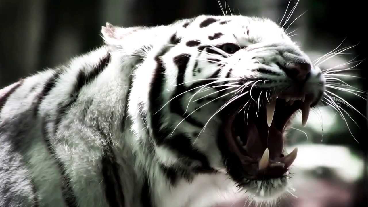 TIGRES: Tigre Blanco