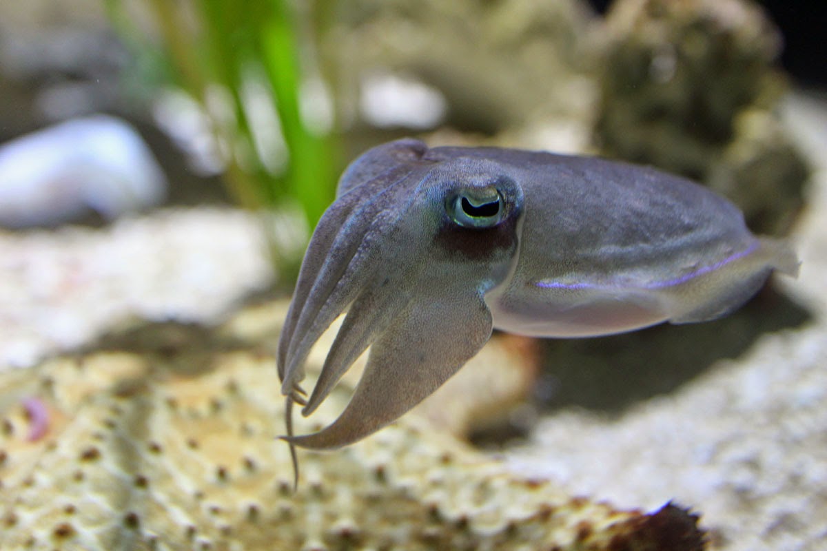 Aquarium News and Updates