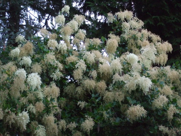 The Herb Hound: OCEANSPRAY (Not the Cranberry Juice)