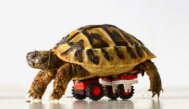 Peluchic: "Lego" sirve para construir y a esta tortuga le construyó un ...