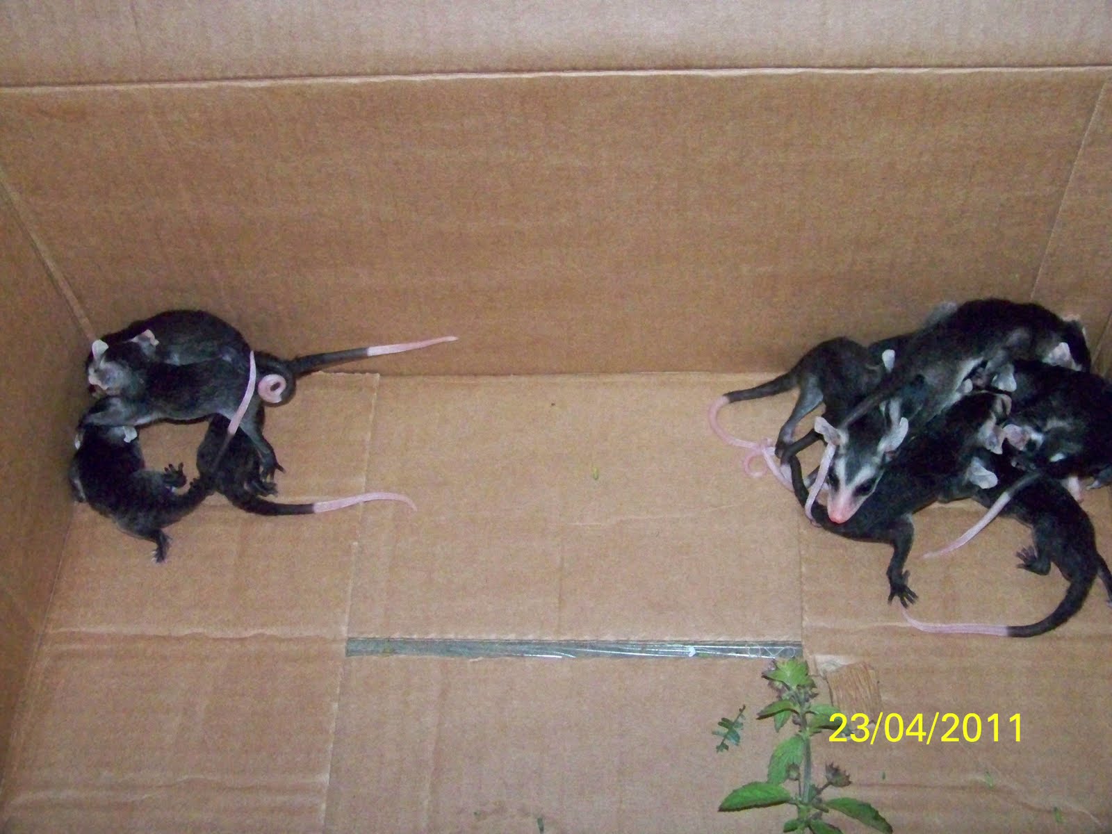 CARLOS VARELA-AGENTE AMBIENTAL: TIMBUS (Didelphis albiventris)