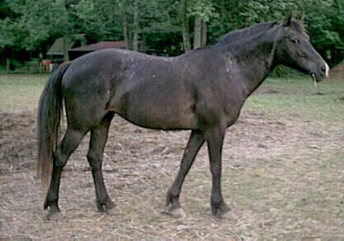 Equestrian Journey: Mane Attraction