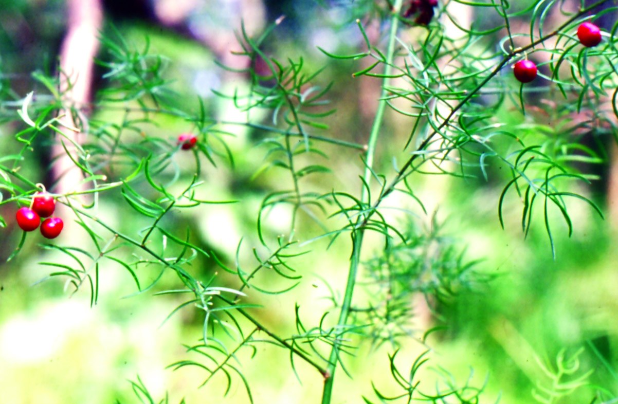 Botanical world: November 2011