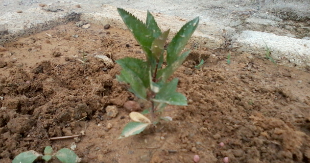 Mohd Sobri Hussin: Benih Pokok Apple