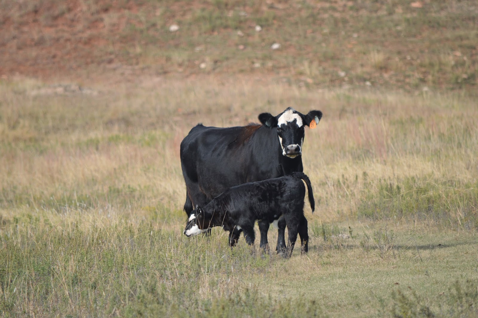 A Building We Shall Go!: Moo Cow Monday!