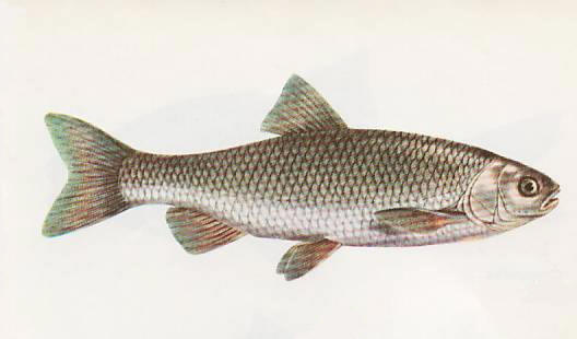 slatkovodna riba vrste