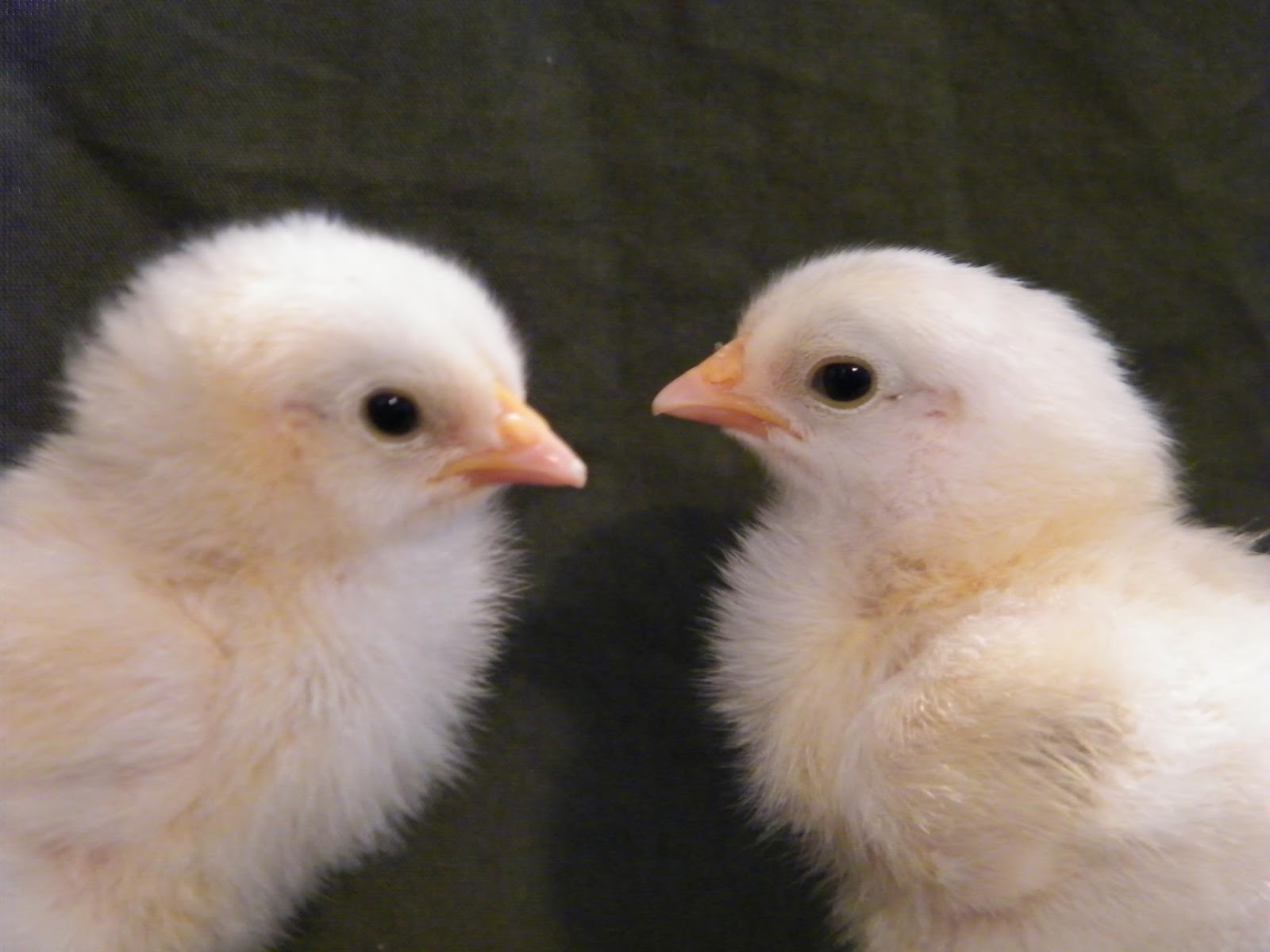 Whispering Pines MicroFarm: Best Chicks to Start With