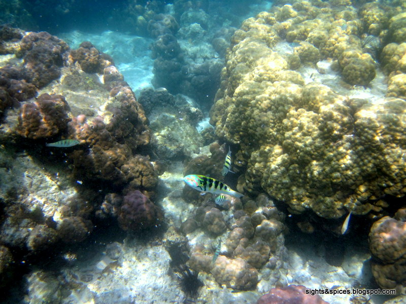 Sights and Spices: Sights: A Sleepy Little Haven Called Maniwaya Island ...