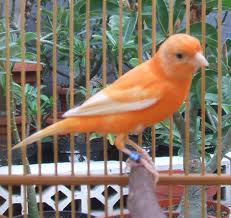 Hati-Hati memilih Kenari Merah (Red Canary) - Dunia Kenari