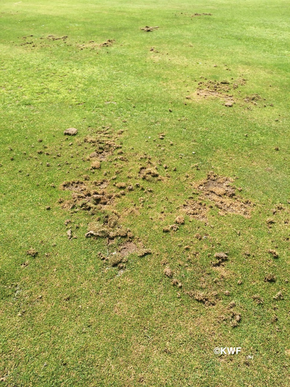 Michigan State University: Ataenius and Cutworms Active on Golf Courses