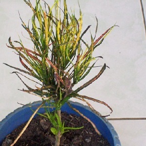 Tanaman Puring (Codiaeum variegatum) - Ganesha Flora Bali