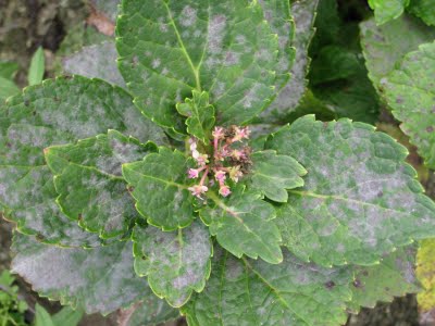 QWERENTZ in the GARDEN: .::POWDERY MILDEW on HYDRANGEA MACROPHYLLA::.