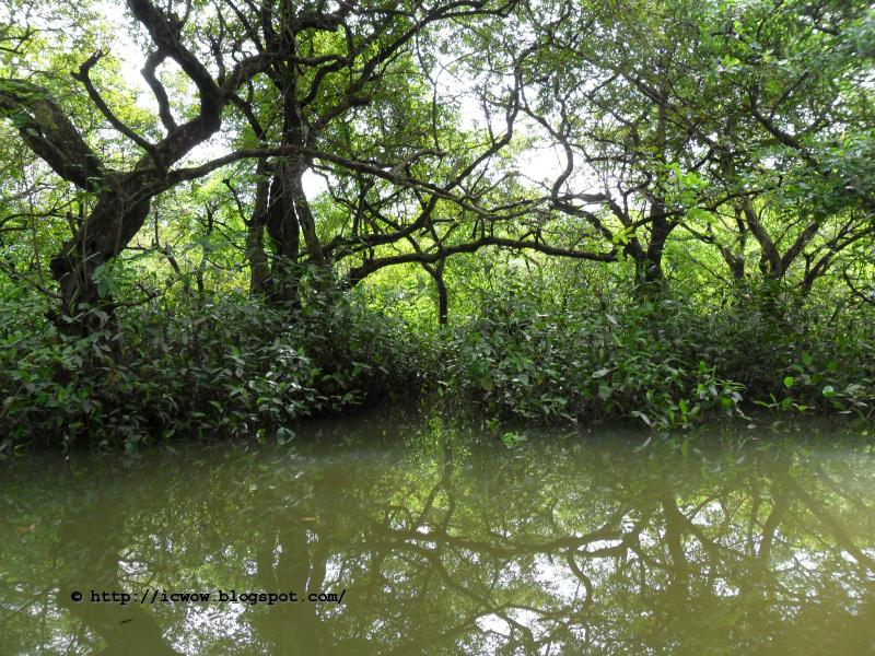Ratargul, A freshwater swamp forest from Bangladesh