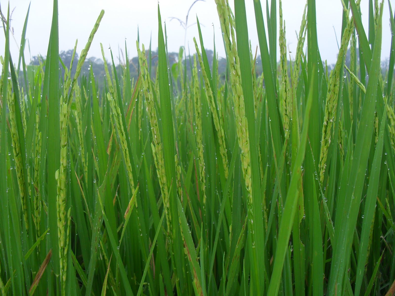 tropical agriculture: Rice Cultivation