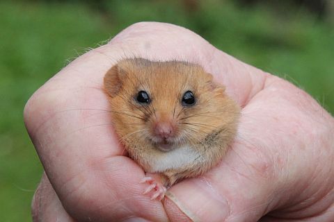 Gill Sinclair's Wildlife Blog