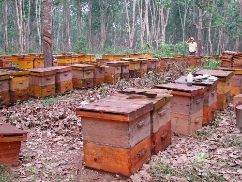 The Plural Of Hyena: Words You Can Make Using Letters From The Word ...