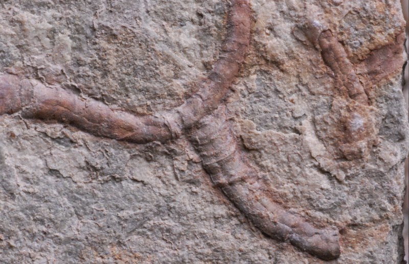 550-million-year-old fossils provide new clues about fossil formation ...