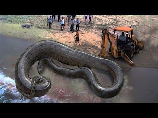 WORLD'S BIGGEST SNAKE FOUND ON EARTH ! - Philippines Hotels Archive