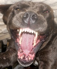 Sanctuary of Mary: Craig Sytsma - killed by dogs in Michigan