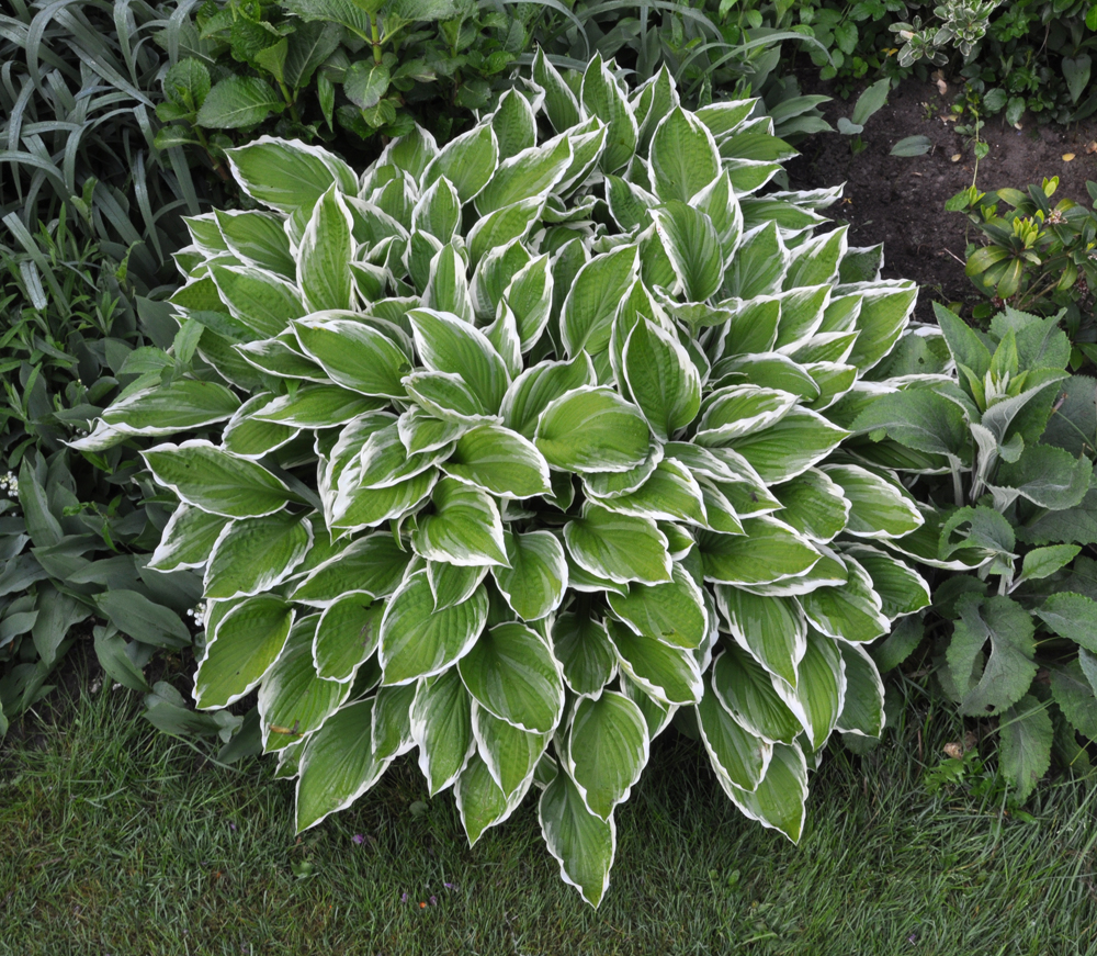 W & W Nursery & Landscaping: All About Hostas