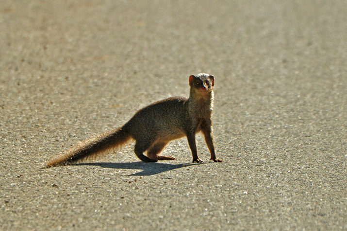 Jurón o Hurón. | Fauna Dominicana