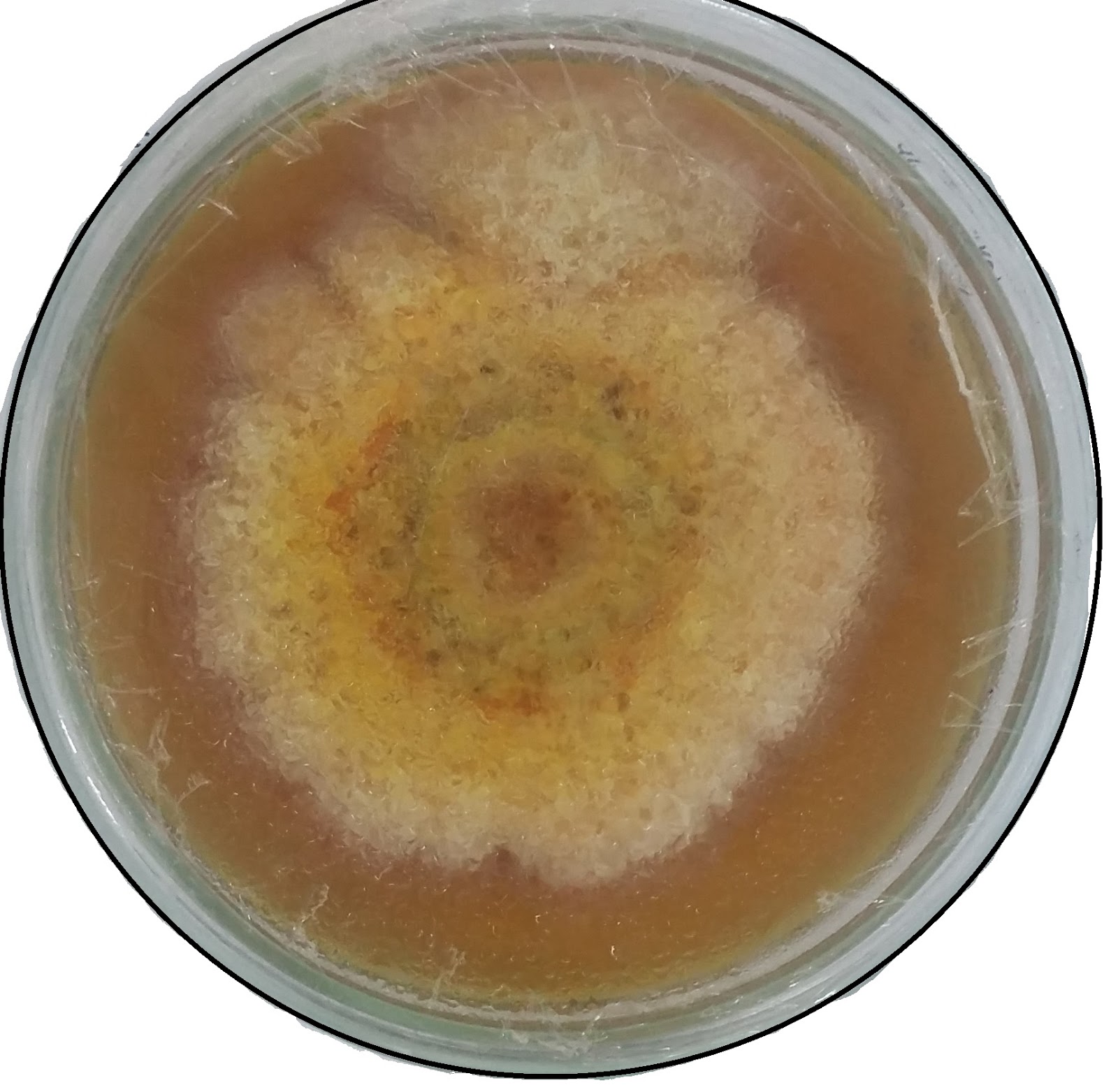 Rincón de Micología: Mycelia sterilia