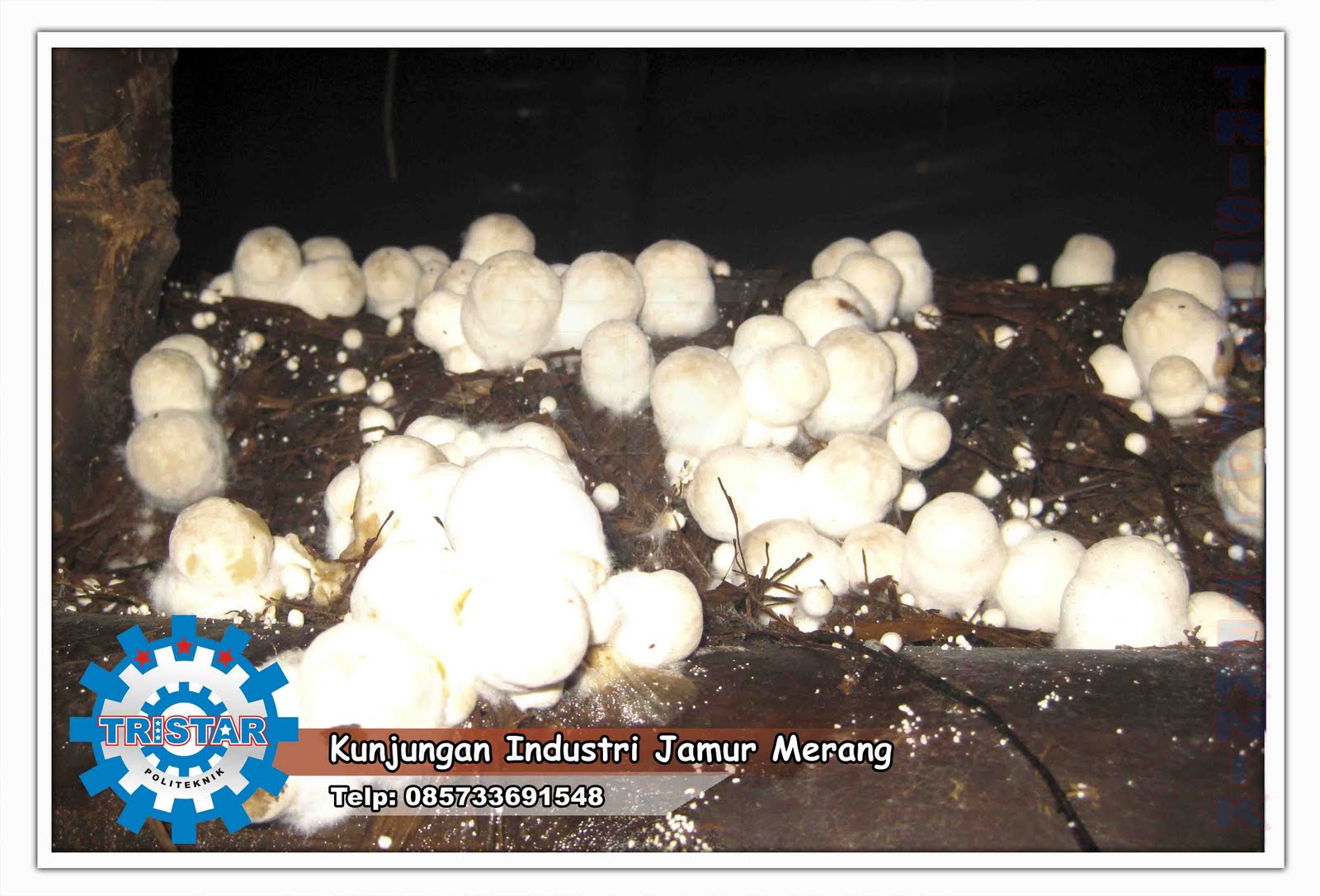 TRISTAR Kursus Home Industry: Pelatihan BUDIDAYA JAMUR MERANG. Info ...