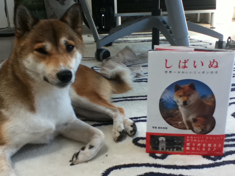 Maggie the mini Shiba: Japanese Shiba Inu book