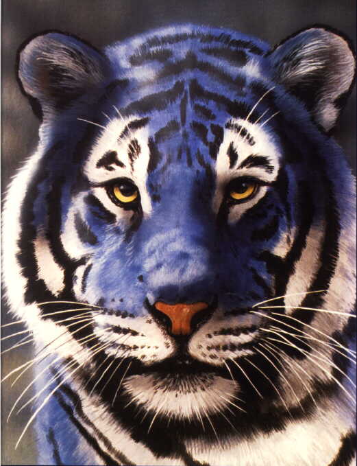 blue-grey Tiger | Wild Of Animals
