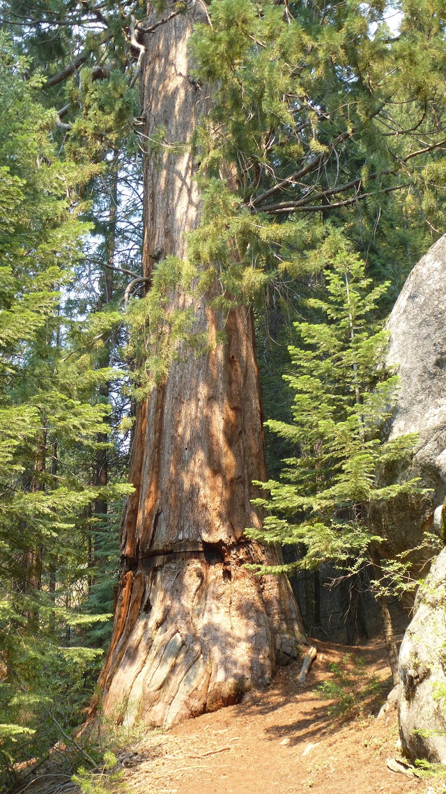 greenmon's folly: Aug 18 Sequoia Stumps