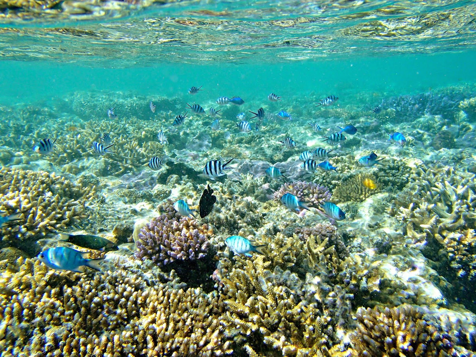 Laura and Peter Down Under: Snorkeling the Great Barrier Reef