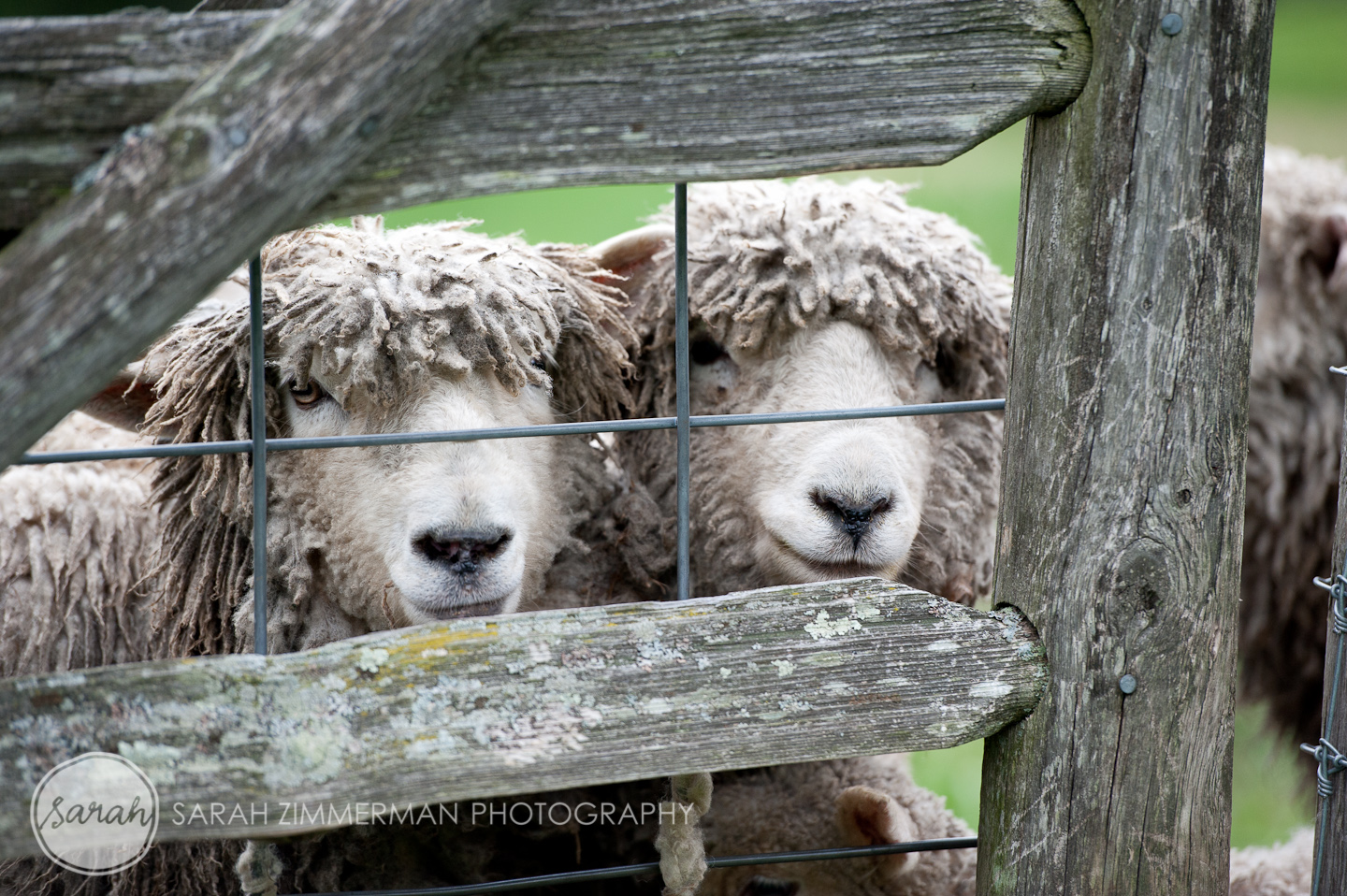 Sarah Zimmerman Photography: Baaaaaa said the sheep